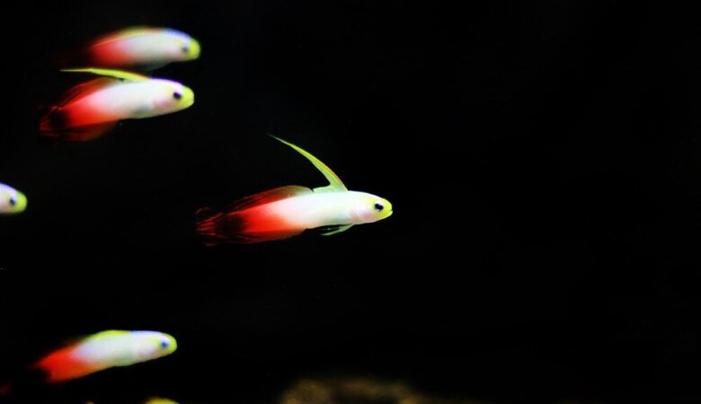 Neonki innesa - pielęgnacja i wymagania dla akwarystów