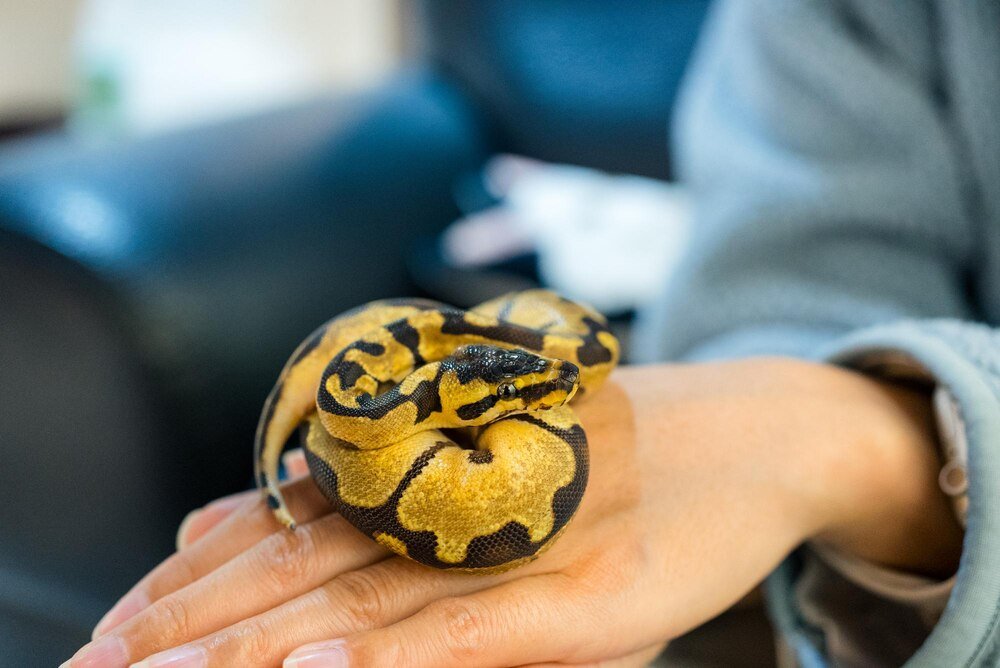 Pyton królewski – cena, hodowla i terrarium